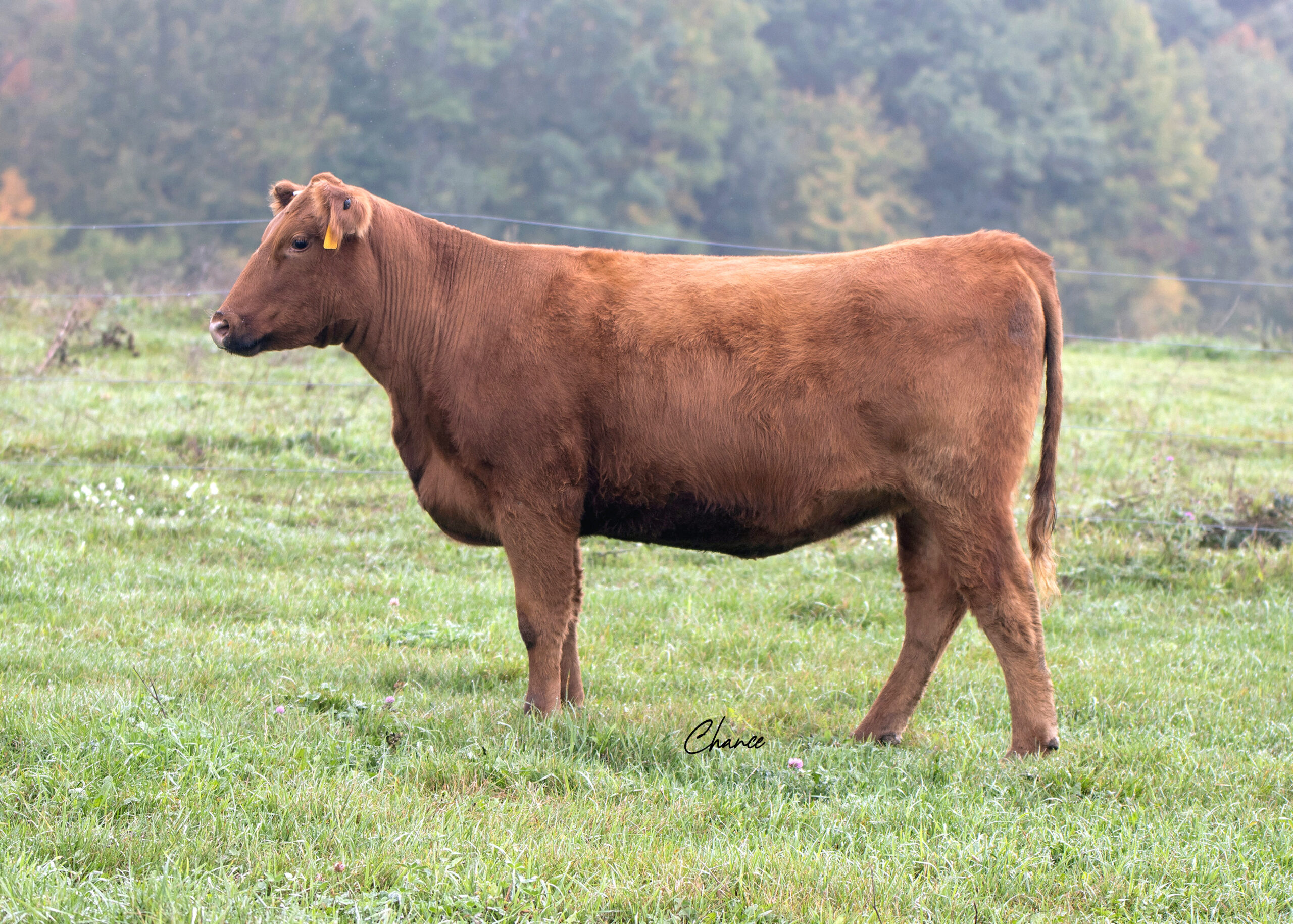 For Sale | Johnson Family Cattle